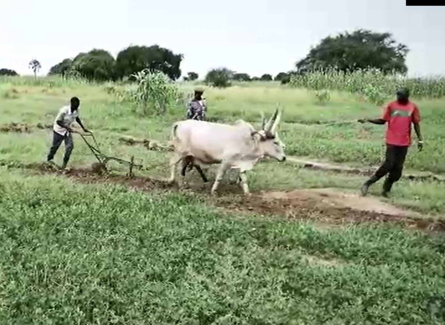 Oxen – ACROSS Charitable Gift Shop